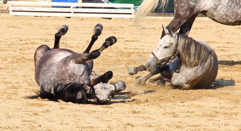 Horses in the Arena stock photo. Image of hooves, mane - 25346892