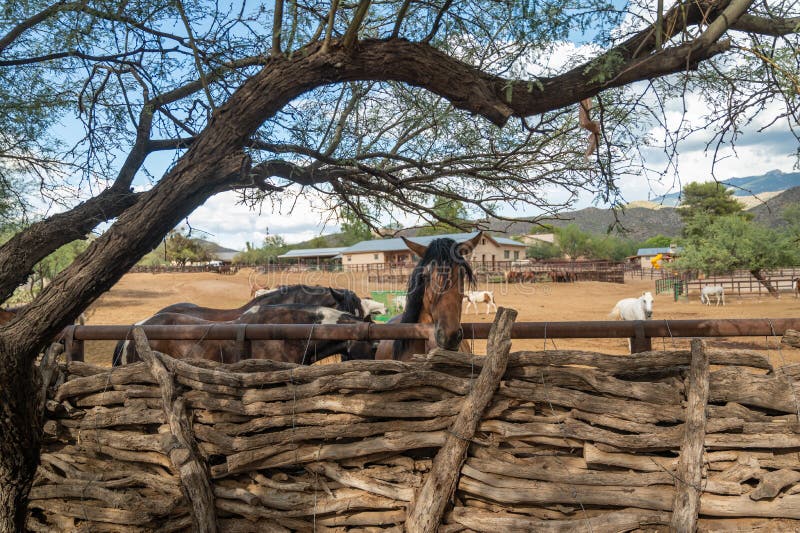 Horses on Arizona Ranch in a Corral Stock Photo - Image of mane ...