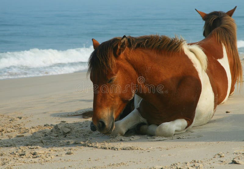 Horses On Beach stock image. Image of waves, maryland - 6119233
