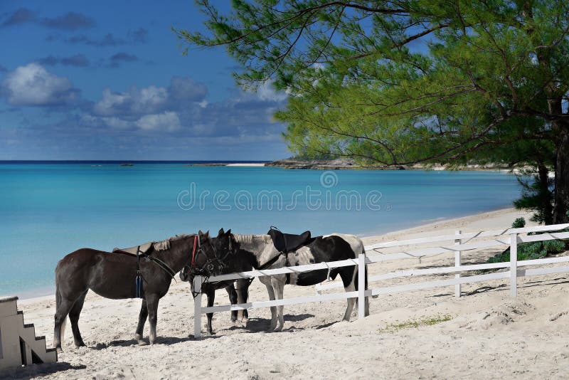 Horses on the beach stock image. Image of hoofed, scene - 137101379