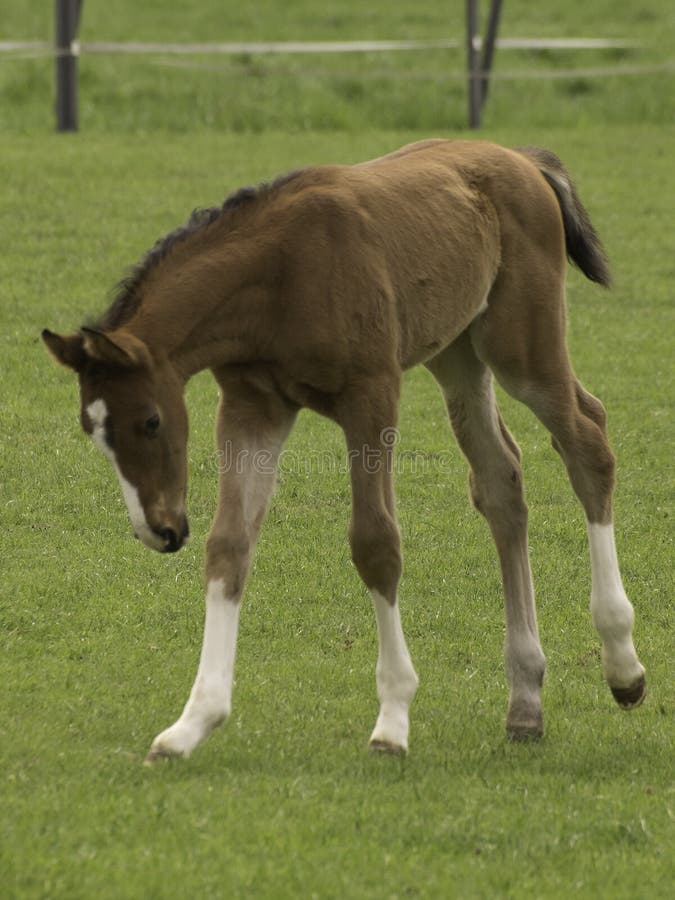 Horses stock image. Image of stute, animals, paddock - 36780193