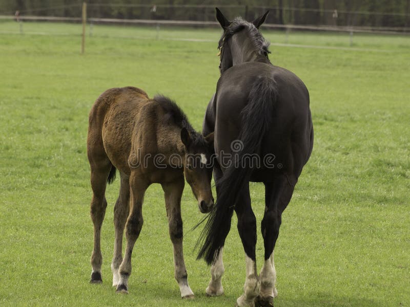 Horses stock image. Image of stute, germany, animals - 36780619