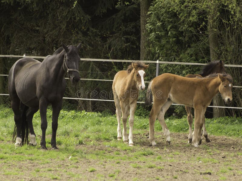 Horses stock image. Image of stute, foals, muensterland - 36781141
