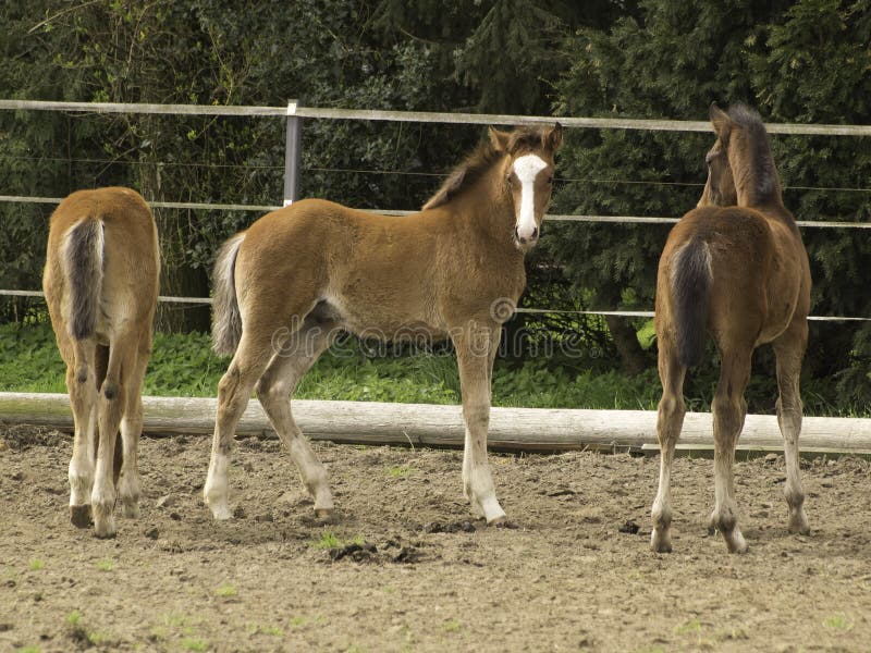Horses stock photo. Image of horses, animal, stute, muensterland - 36781296