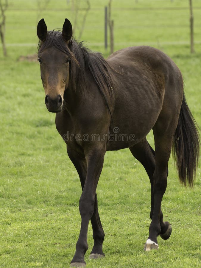 Horses stock photo. Image of muensterland, germany, stute - 36783050