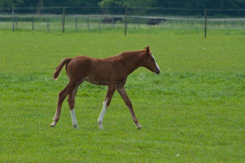 Horses stock photo. Image of stute, weide, germany, horses - 36786336