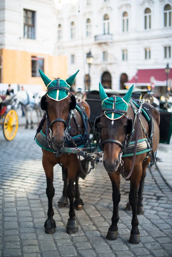 Horses in Vienna, Austria stock photo. Image of riding - 24480562