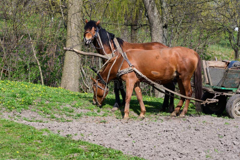 Horses with Cart on the Green Grass. Rural Landscape Stock Image ...