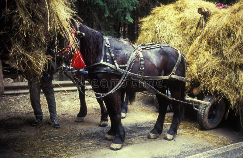 Horse and cart stock image. Image of field, natural, standing - 5089169