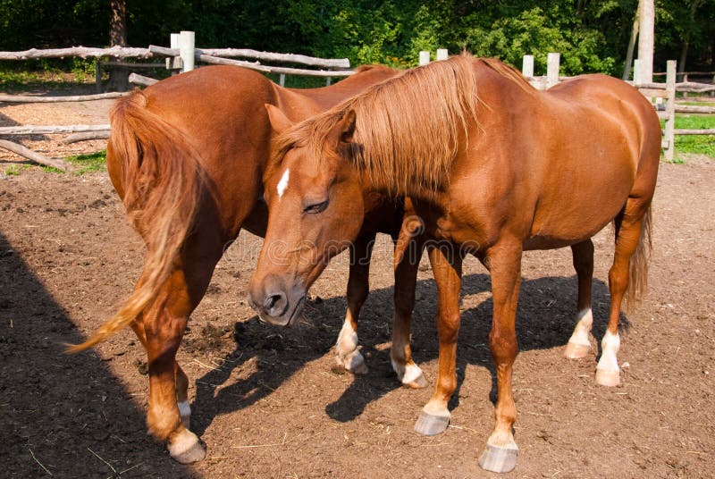 Horses in a corral stock image. Image of buckskin, green - 10848883