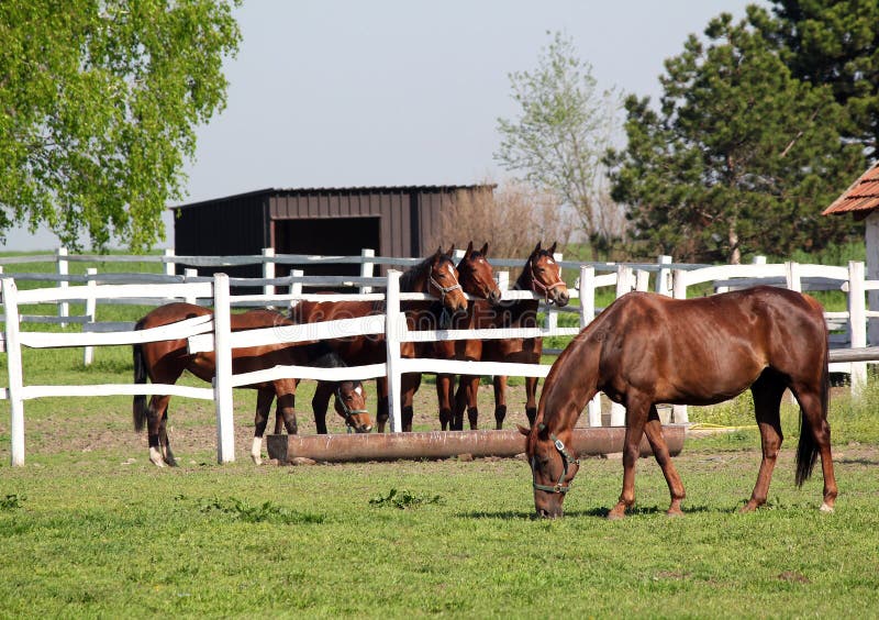 Horses in corral stock image. Image of domestic, outdoor - 39353165