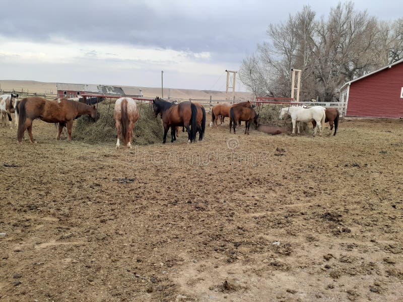 Horses Corral at Terry Bison Ranch Cheyenne, Wyoming Stock Image ...