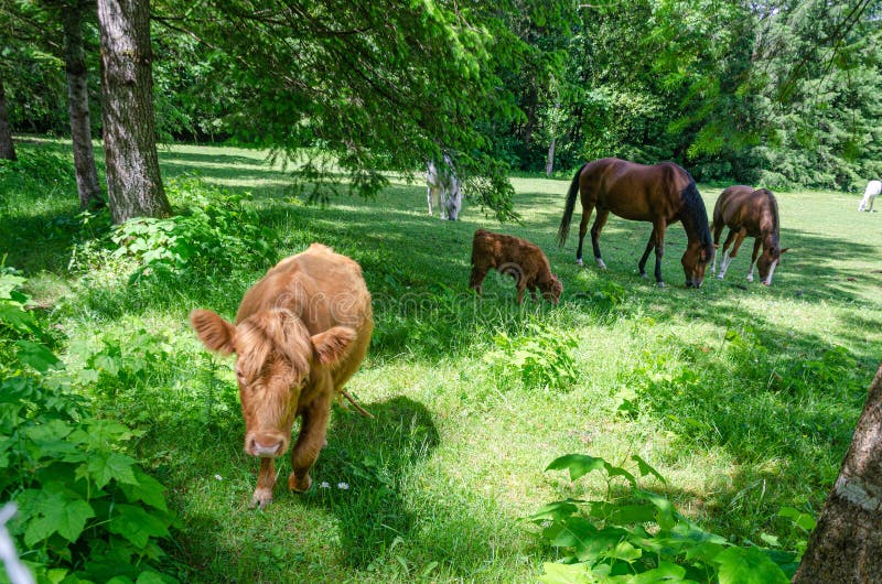 Horses and Cows Grazing in a Ranch Stock Image - Image of foliage ...