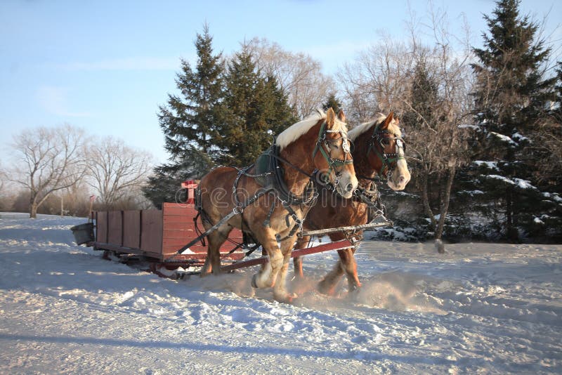Horses-Drawn Sleigh In Winter Stock Image - Image of mirceax, christmas ...