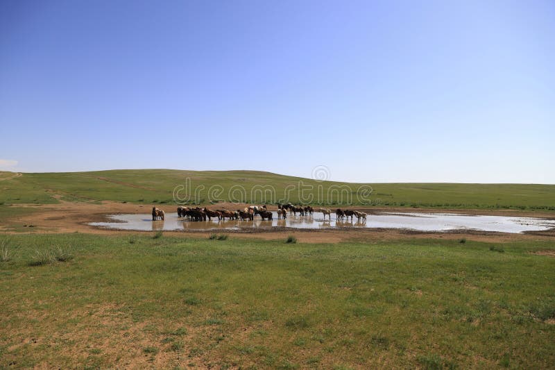 Horses Drink at a Pool of Water, Mongolia Stock Image - Image of horses ...