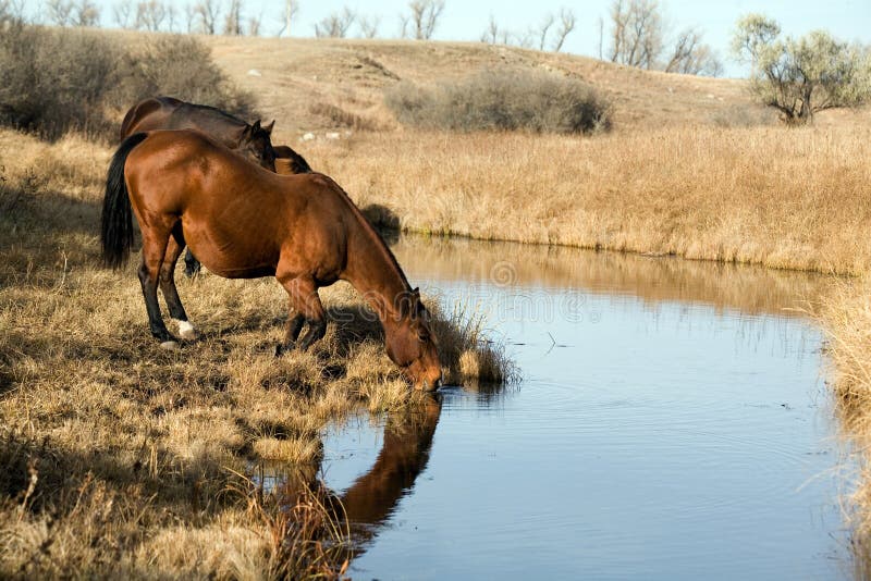 Horse drinking at stream stock image. Image of water, river - 7109687