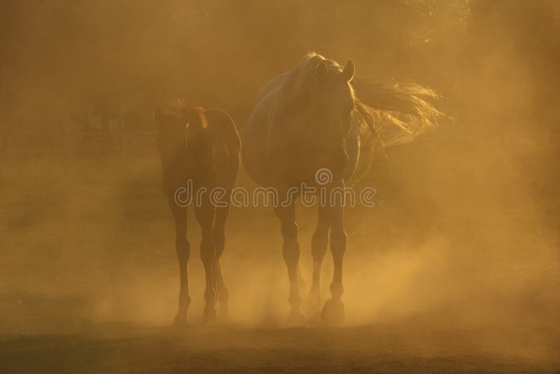 Horses Running Loose at Rodeo Stock Photo - Image of western, running ...