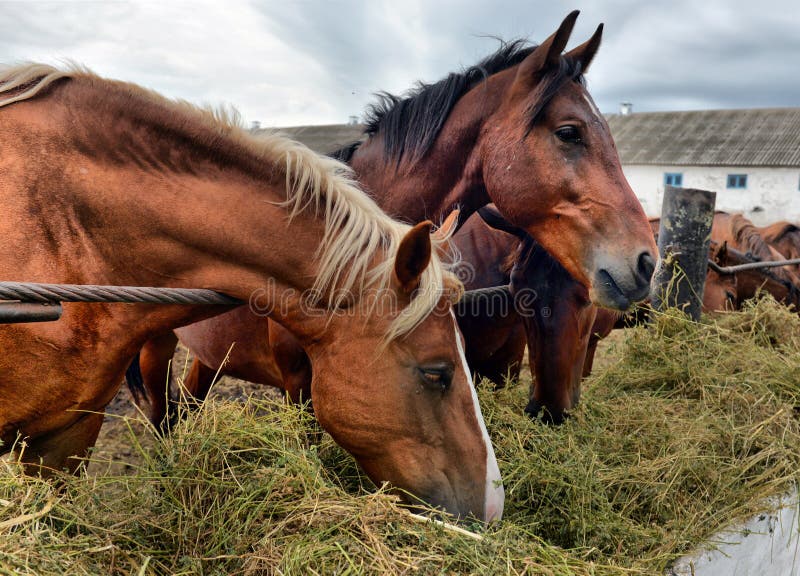 Horses eating hay stock photo. Image of herd, hayrick - 41119382