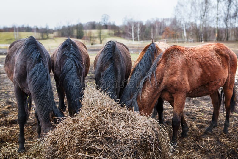 Horses eating hay stock image. Image of animal, bridle - 49123317