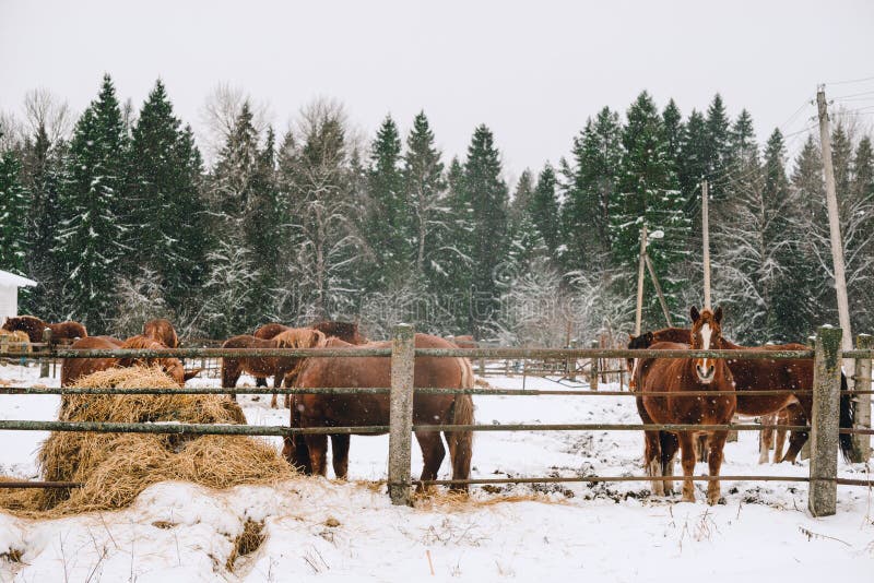 Horses in the Enclosure at the Horse Farm Stock Photo - Image of ...