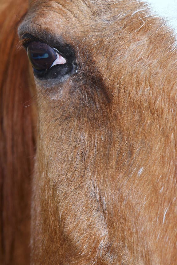 Horses eye stock image. Image of horses, groomed, horse - 6786151