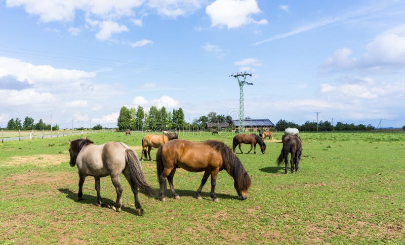 Horses. Fair Farm Animals on Meadow Stock Image - Image of horse, head ...