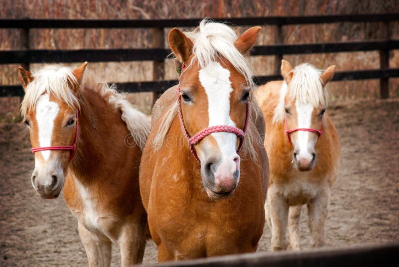 Horses family stock photo. Image of mother, daughter - 16509364