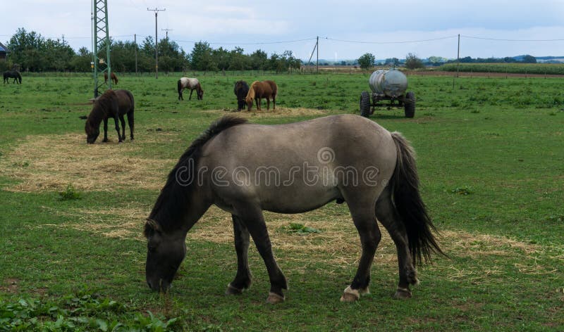 Horses. Farm Animals on Meadow Stock Photo - Image of natural, green ...