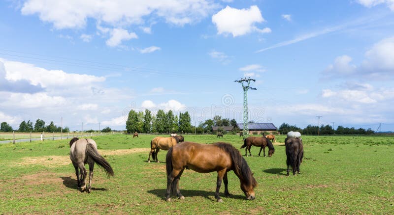 Horses. Farm Animals on Meadow Stock Image - Image of head, feeling ...