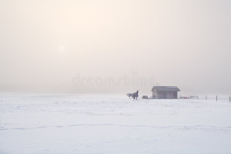 Horses on Farm in Cold Misty Morning Stock Photo - Image of scenery ...
