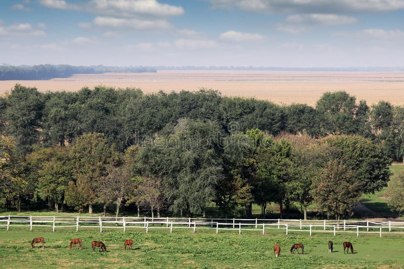 Horses on farm stock photo. Image of aerial, landscape - 51316258