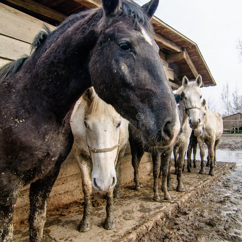Horses at the farm stock image. Image of animals, farm - 95800111