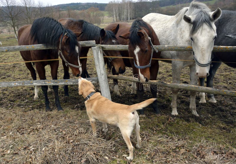 Horses on the farm stock image. Image of meadow, mammal - 66729779