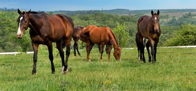 Horses on the Farm stock photo. Image of business, industry - 32017298