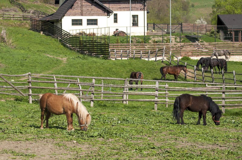 Horses farm stock photo. Image of playing, beautiful - 43845072