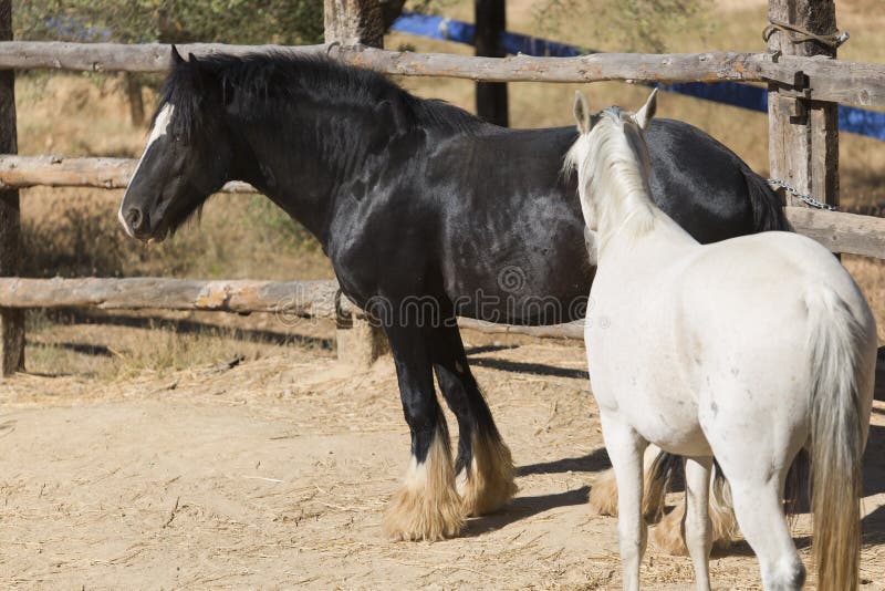 Horses on a farm stock photo. Image of love, horse, portrait - 77160792