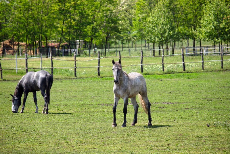 Horses on the Farm in Spring Season Stock Photo - Image of animal ...