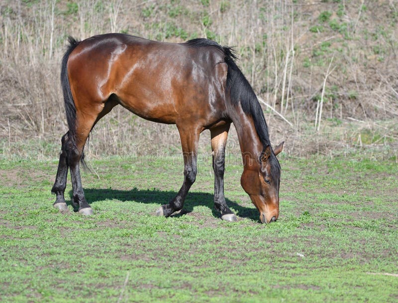 Horses at the farm stock photo. Image of beautiful, outdoor - 91549210