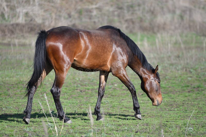 Horses at the farm stock photo. Image of speed, outdoors - 92045626