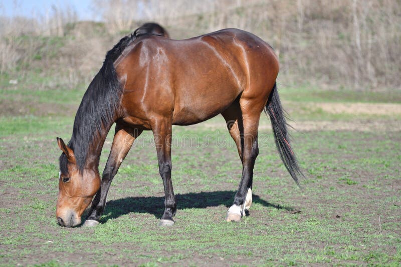 Horses at the farm stock image. Image of elegance, farm - 92045775