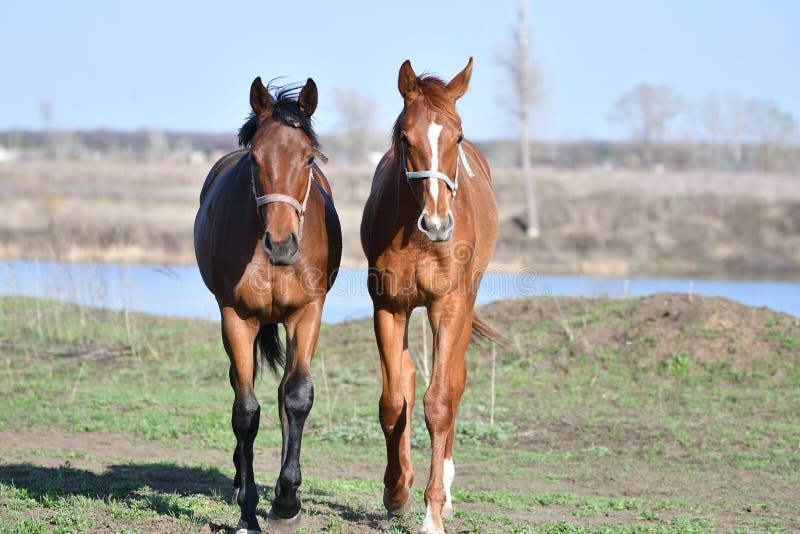 Horses at the farm stock image. Image of purebred, mustang - 92277131
