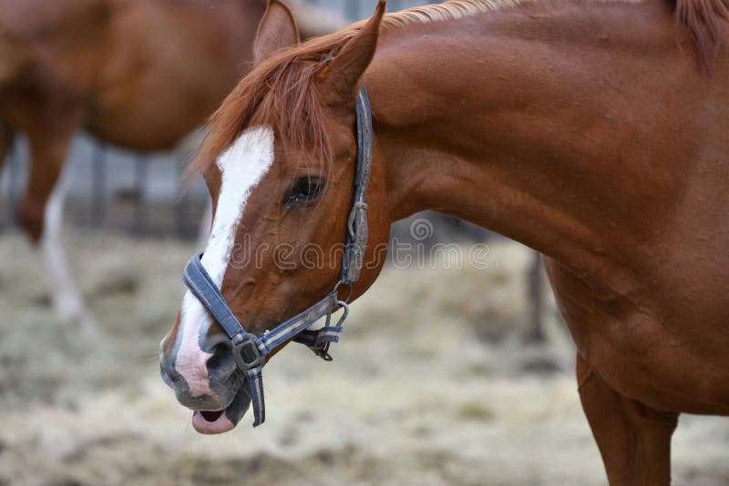 Horses at the farm stock photo. Image of spring, stallion - 94184024
