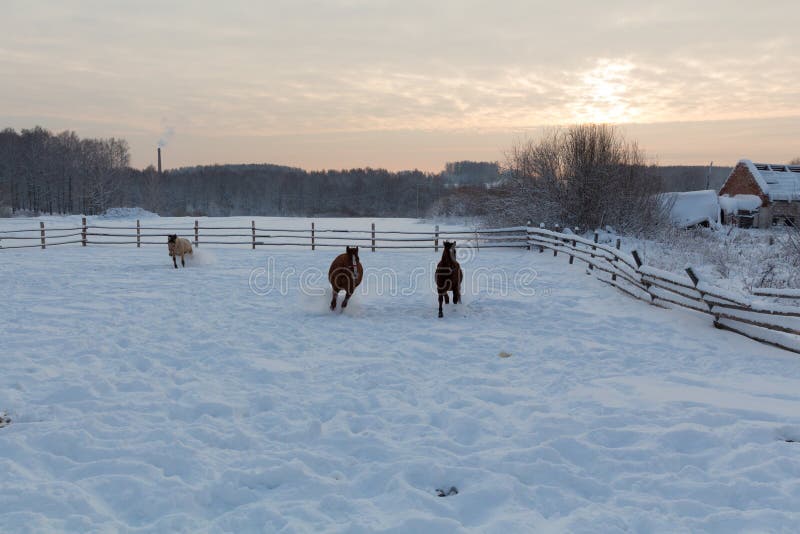 Horses at the Farm at Sunset Stock Photo - Image of house, fence: 87486298