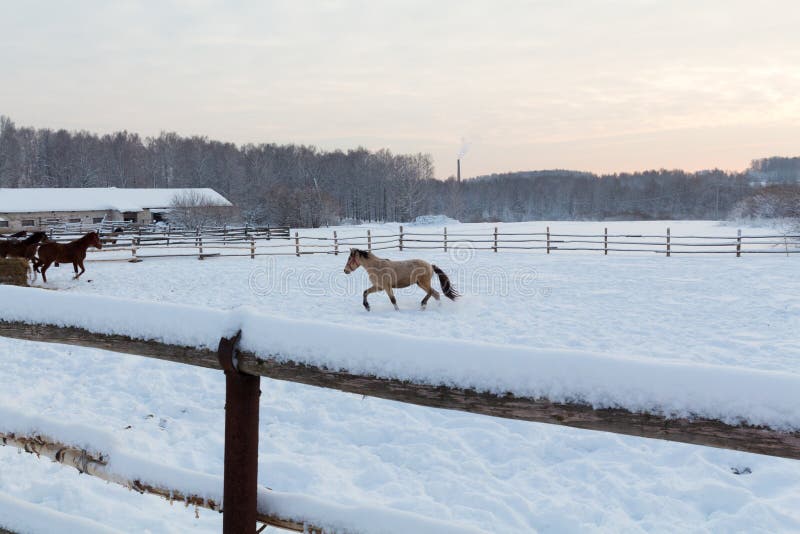 Horses at the Farm at Sunset Stock Photo - Image of home, nature: 87486336