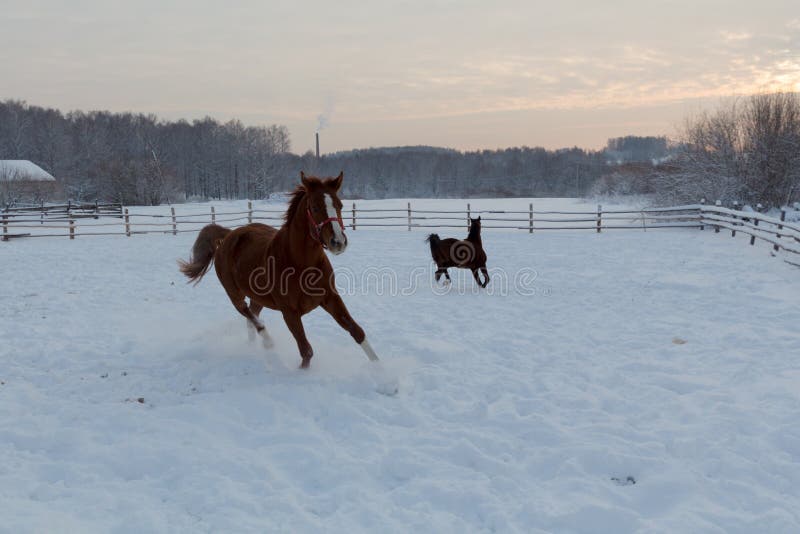 Horses at the Farm at Sunset Stock Photo - Image of frost, dark: 87486342