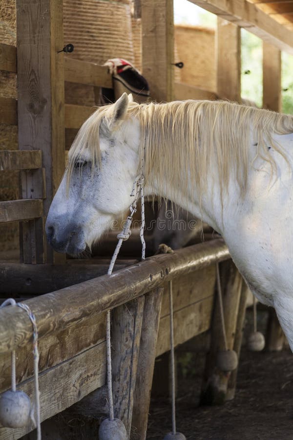 Horses Feeding at the Trough Stock Photo - Image of reserve, nature ...