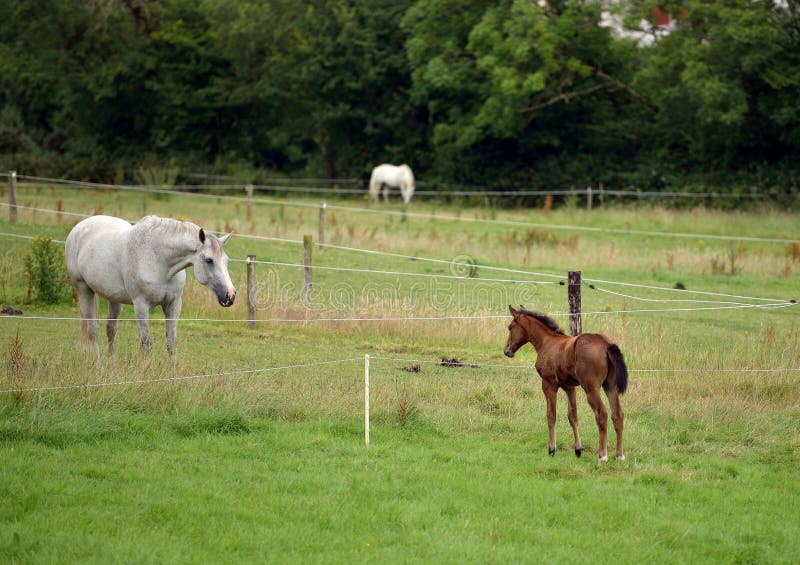 Horses stock photo. Image of horses, yearling, foal, ireland - 42645280