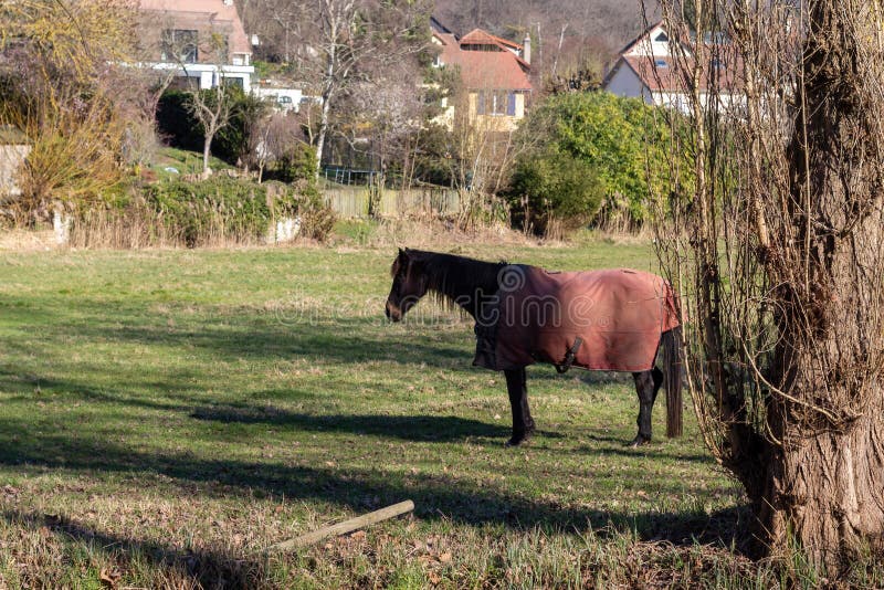 Horses in the field stock image. Image of summer, green - 262998923