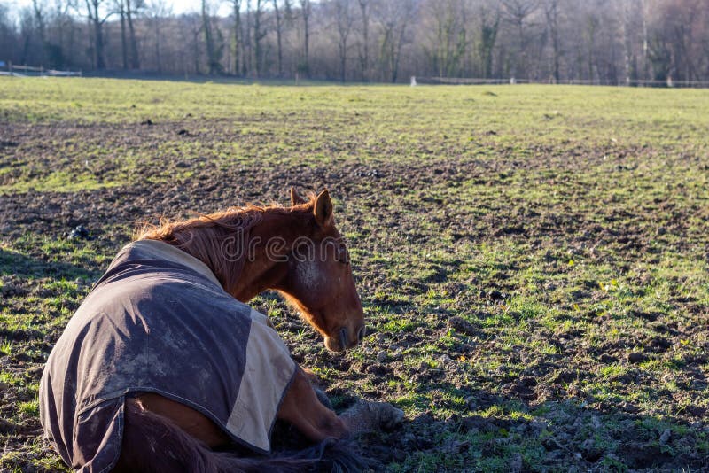 Horses in the field stock photo. Image of goat, background - 263108590