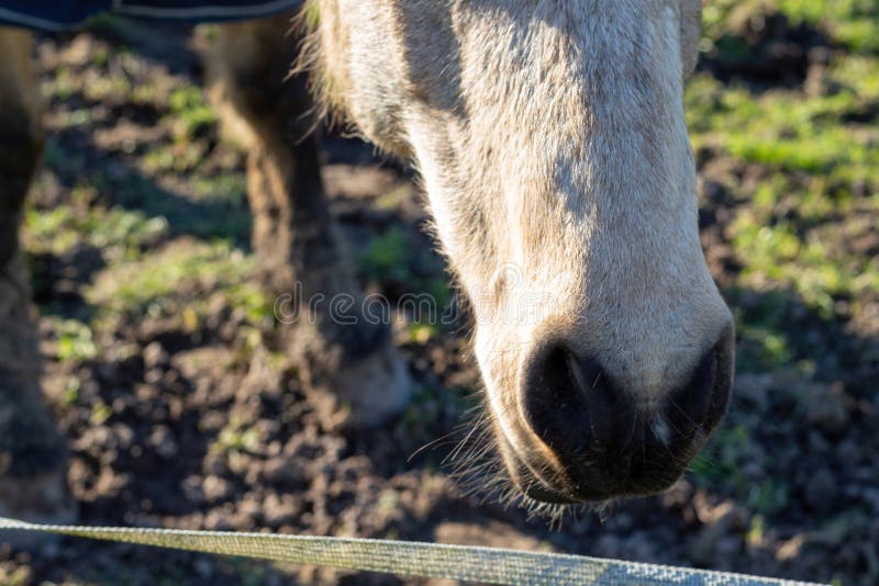 Horses in the field stock image. Image of grass, forest - 263108639